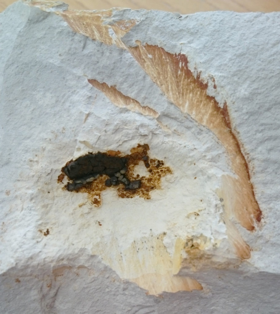 A METEORITE FRAGMENT TRAPPED BETWEEN POSITIVE AND NEGATIVE SHATTER ...